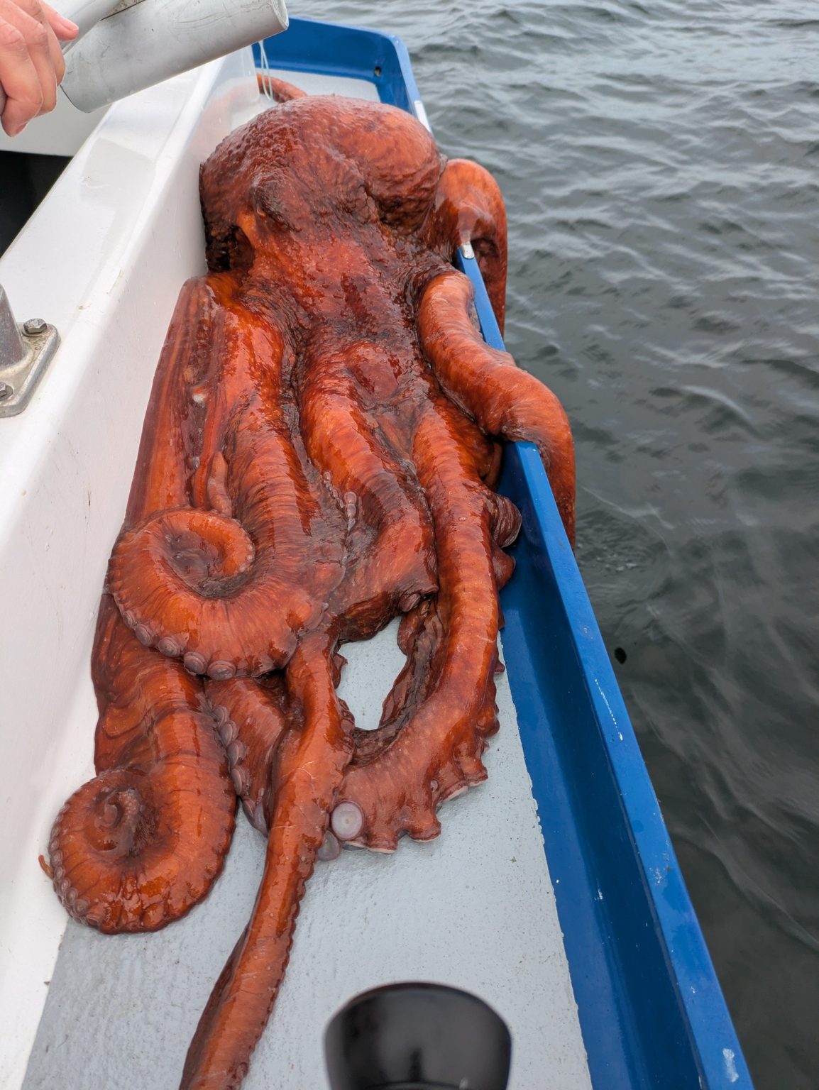 3 Generations, 1 Boat, and a Giant Pacific Octopus! - Newfin Charters, Newport Oregon Charter